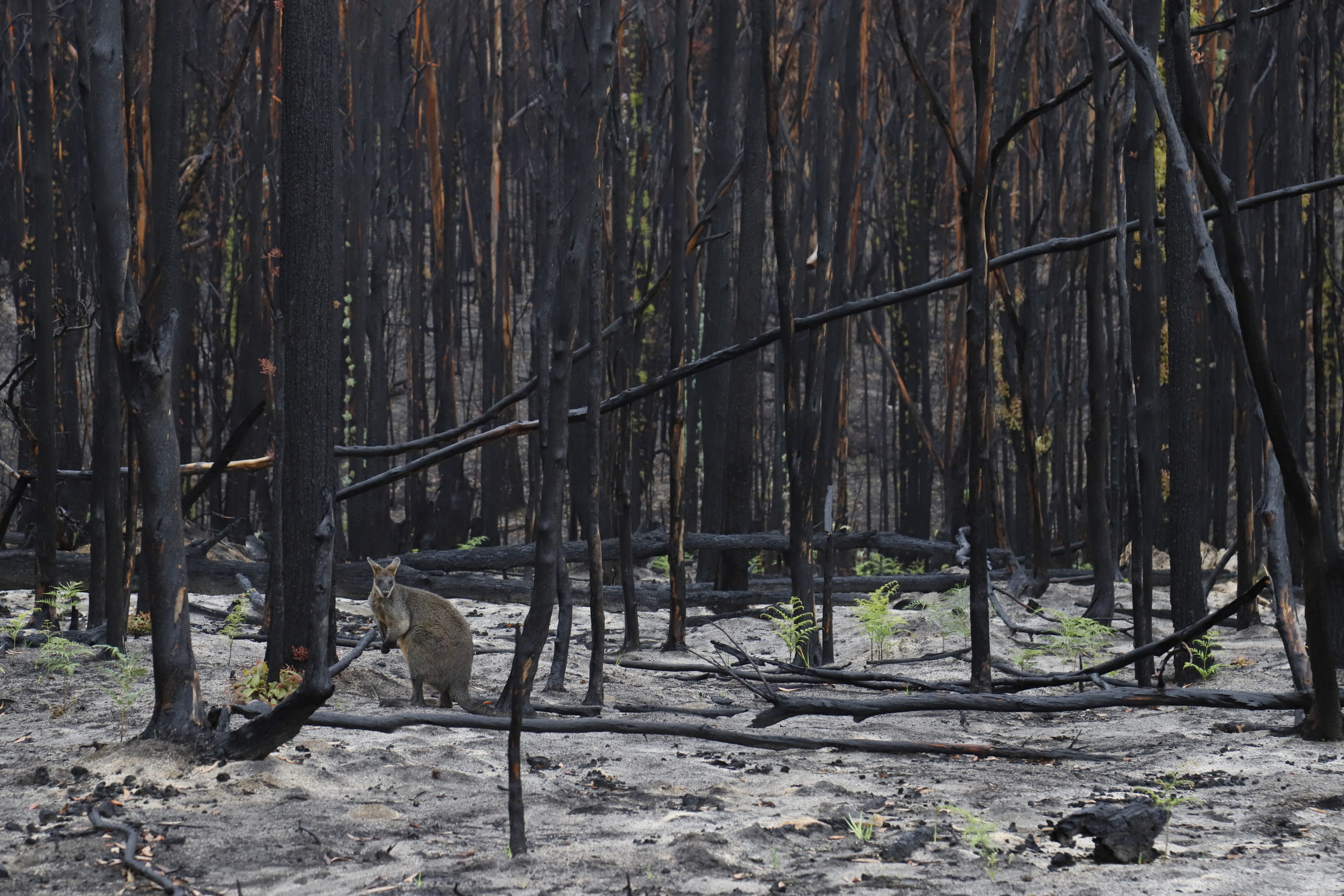 EGCMA | Bushfire Recovery