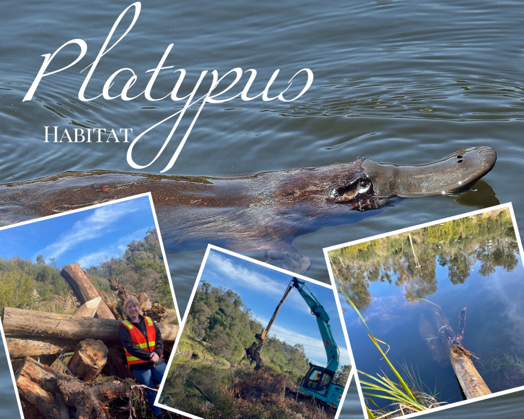 EGCMA | Home renos for Tambo Platypus