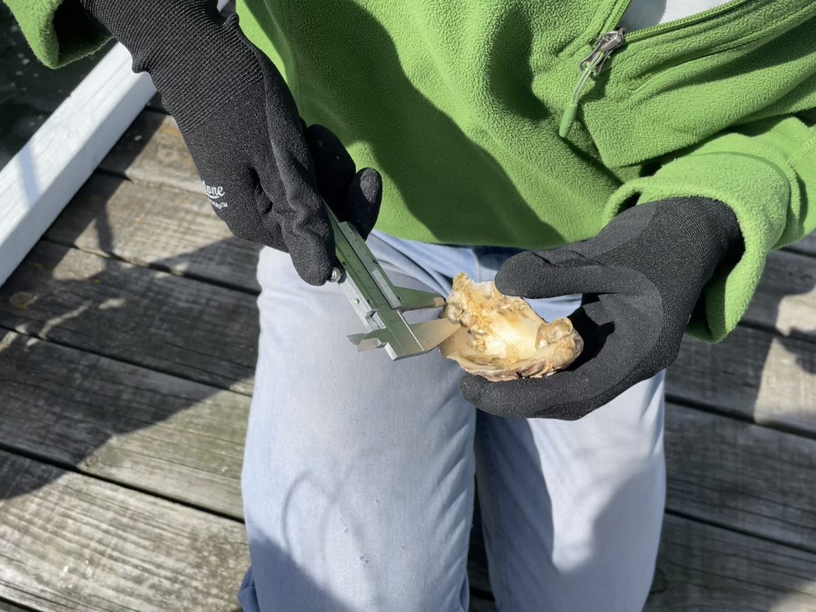 EGCMA | Shellfish Reef Restoration Project in the Gippsland Lakes