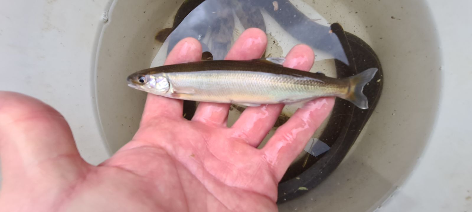 EGCMA | Just keep swimming – threatened fish species uses the fishway